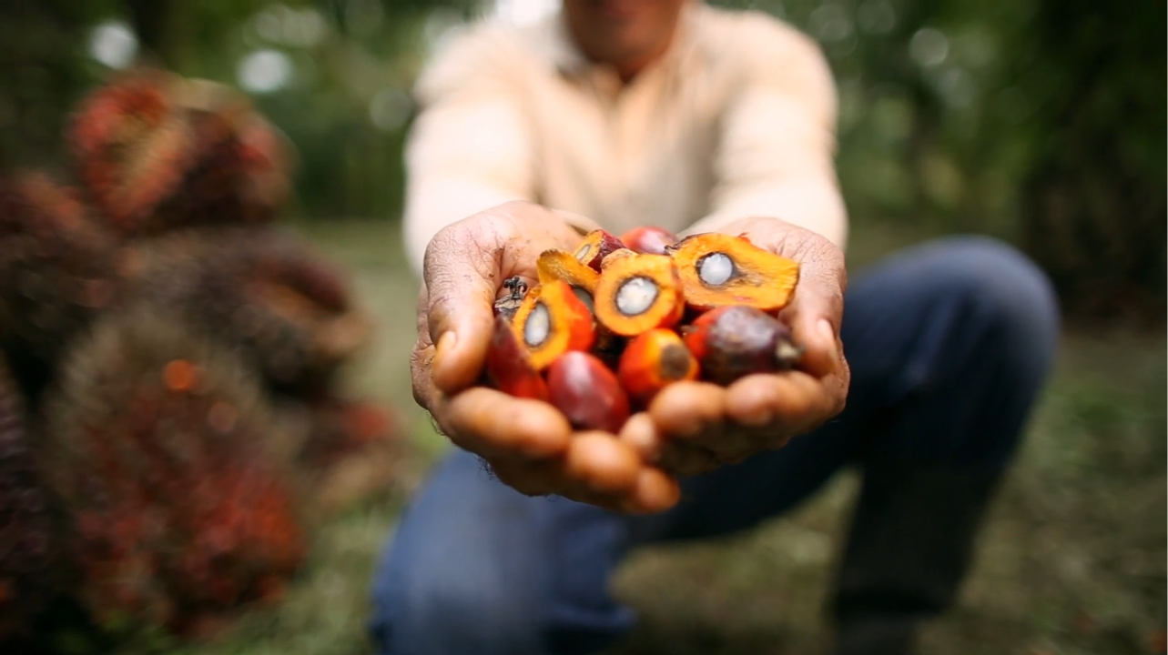 Ferrero sourcing 100% RSPO since 2015 - Sustainable Palm Oil Choice